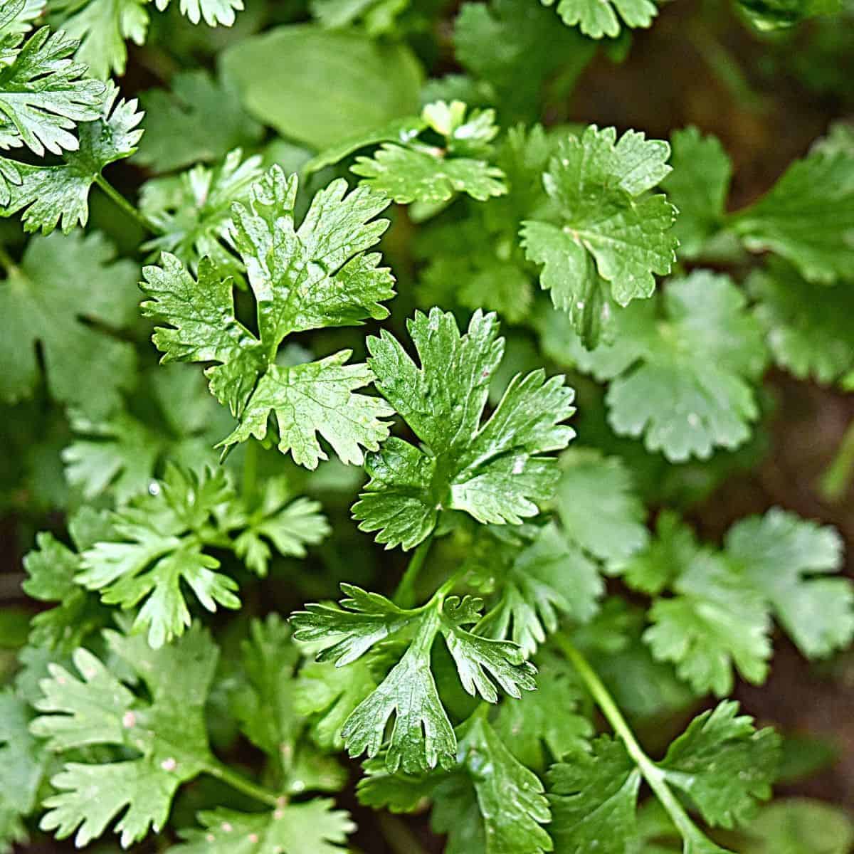 Cilantro or Coriander | Spice and Life