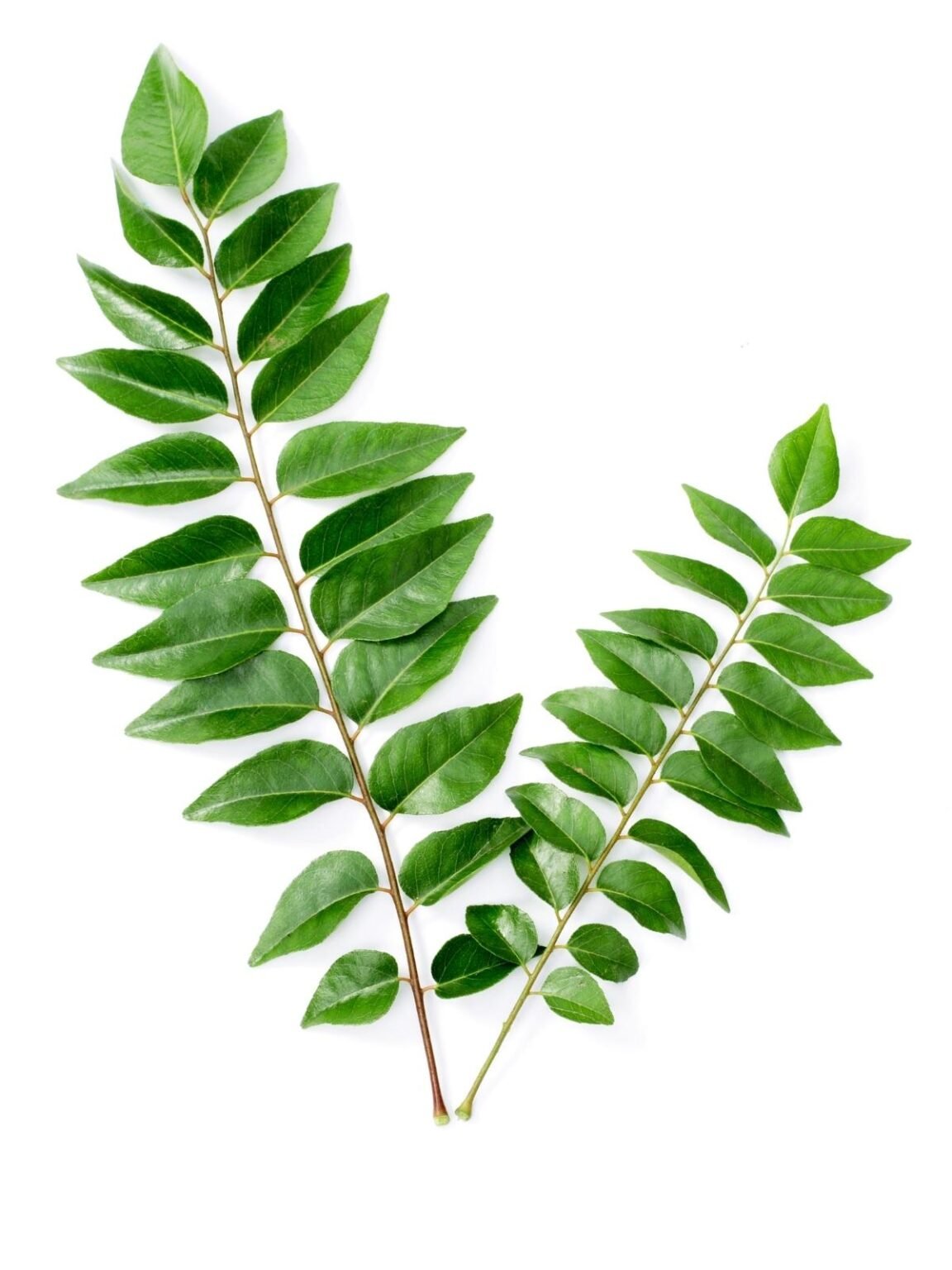 Curry Leaves: Uses, Benefits, and Storage Tips | Spice and Life