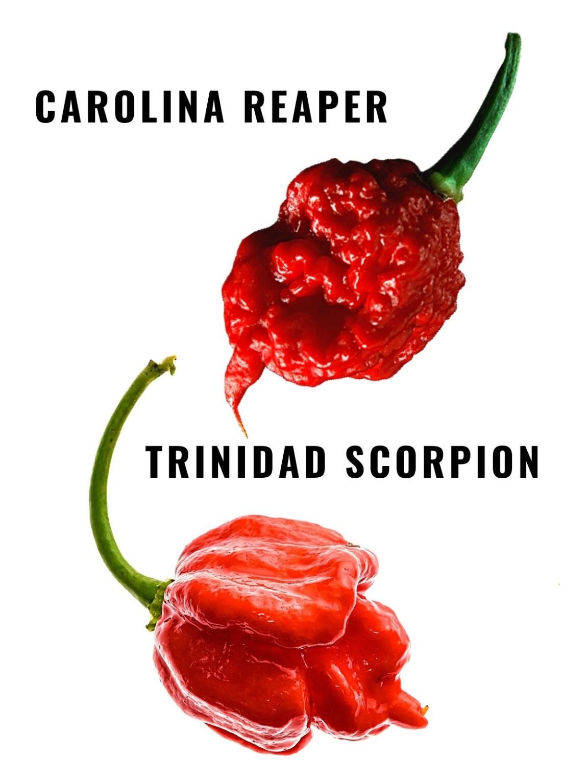 Carolina Reaper: The Hottest Chili on Earth | Spice and Life