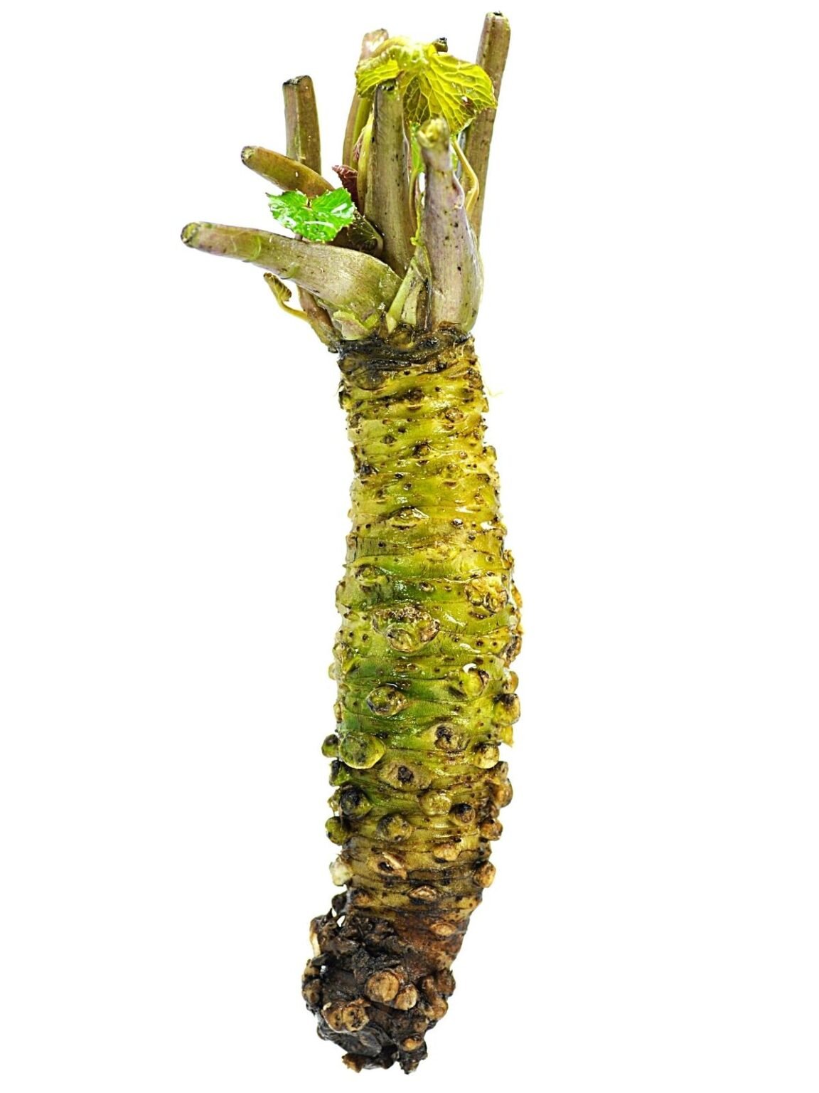 What is Wasabi and How to Make it from Scratch | Spice and Life