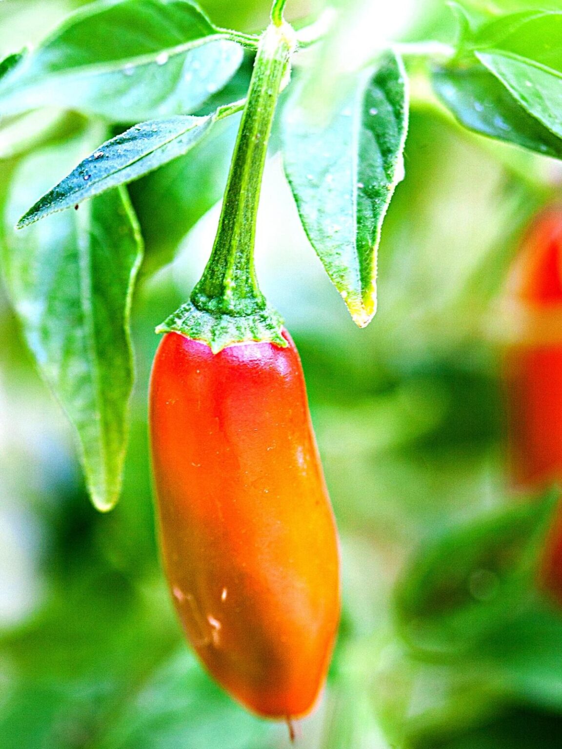 From Mild to Wild: Exploring Heat and Flavor of Serrano Pepper | Spice ...