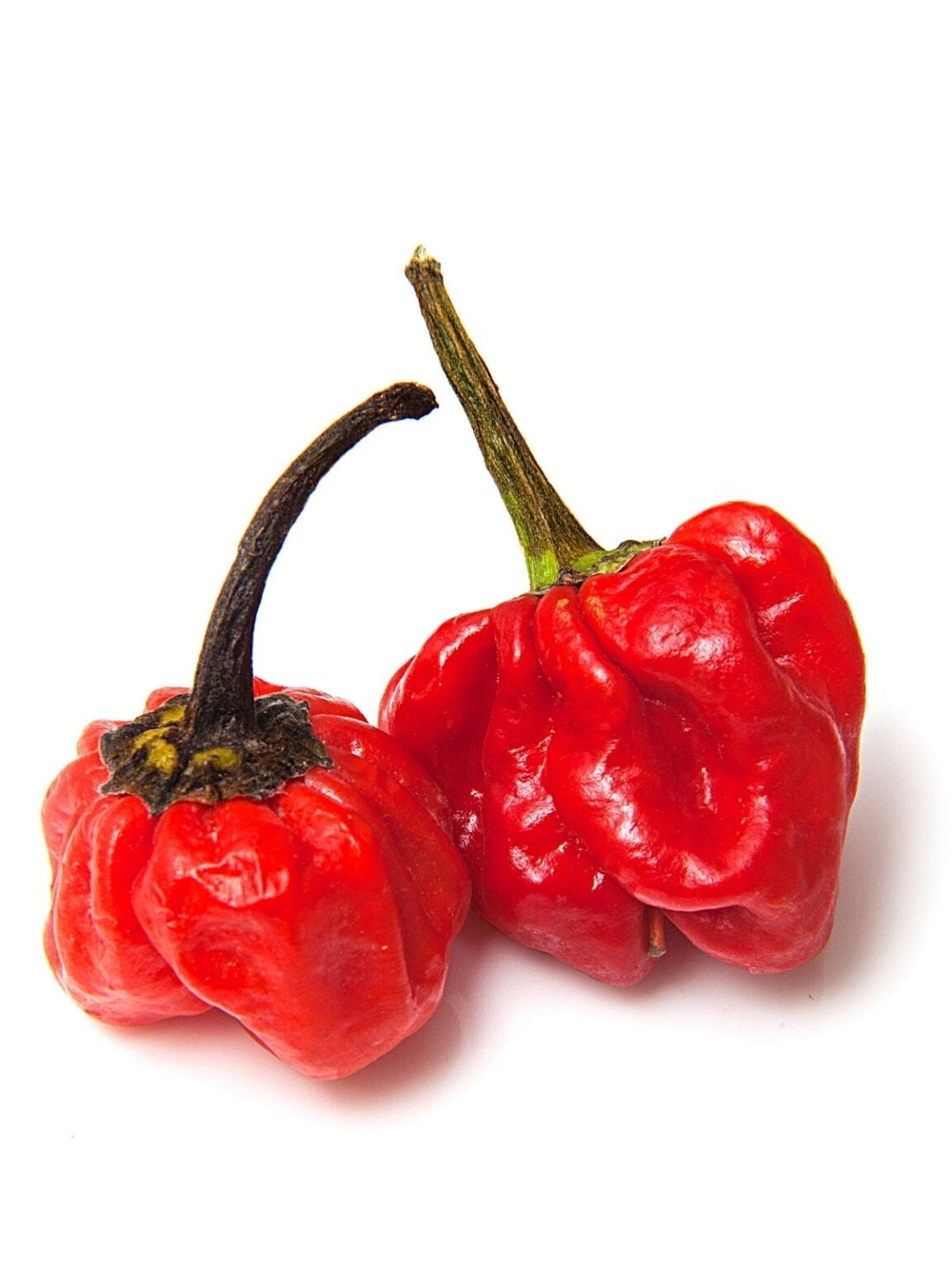 Scotch Bonnet Pepper: A Spicy Treat from the Caribbean