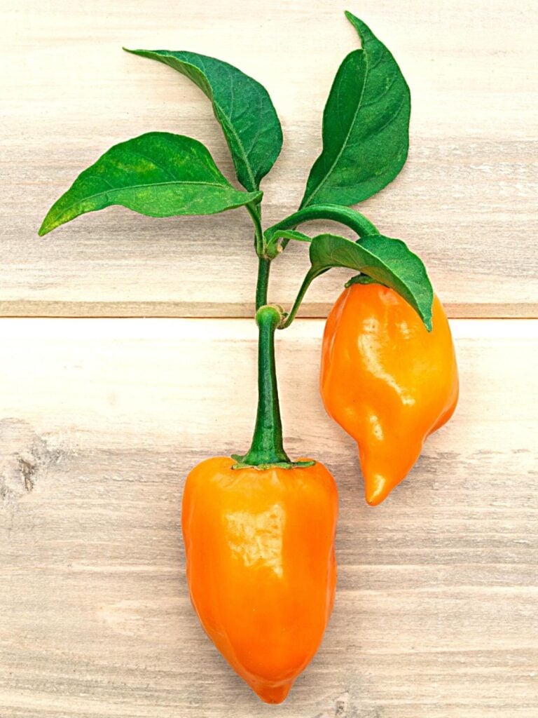 Habanero Pepper: A Delicious and Spicy Journey | Spice and Life
