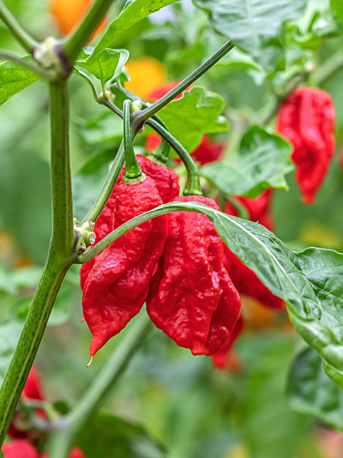 The Naga Viper Pepper: A Fiery Legend Unveiled | Spice and Life
